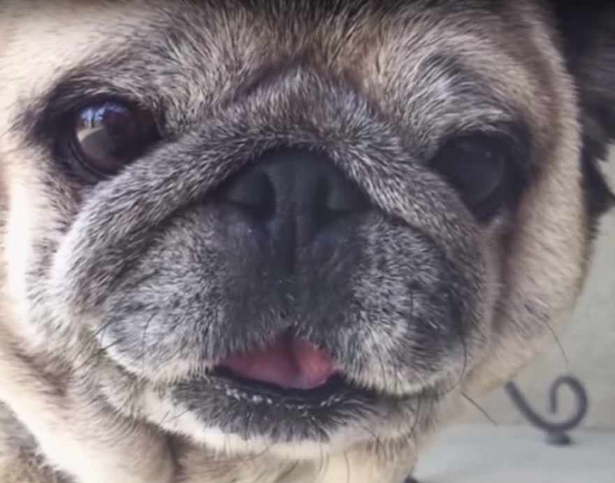 PUG LIFE - The Hundreds