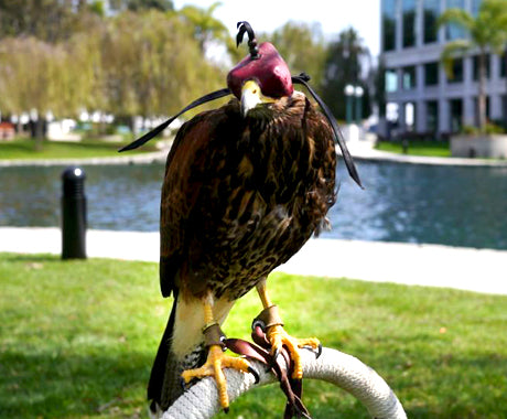 Falcon Fever - The Hundreds