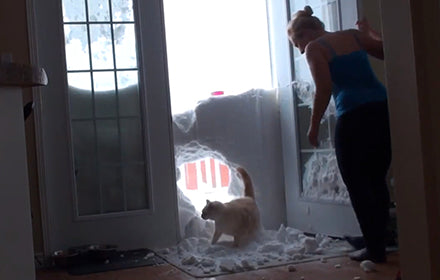 STONE COLD CAT - The Hundreds